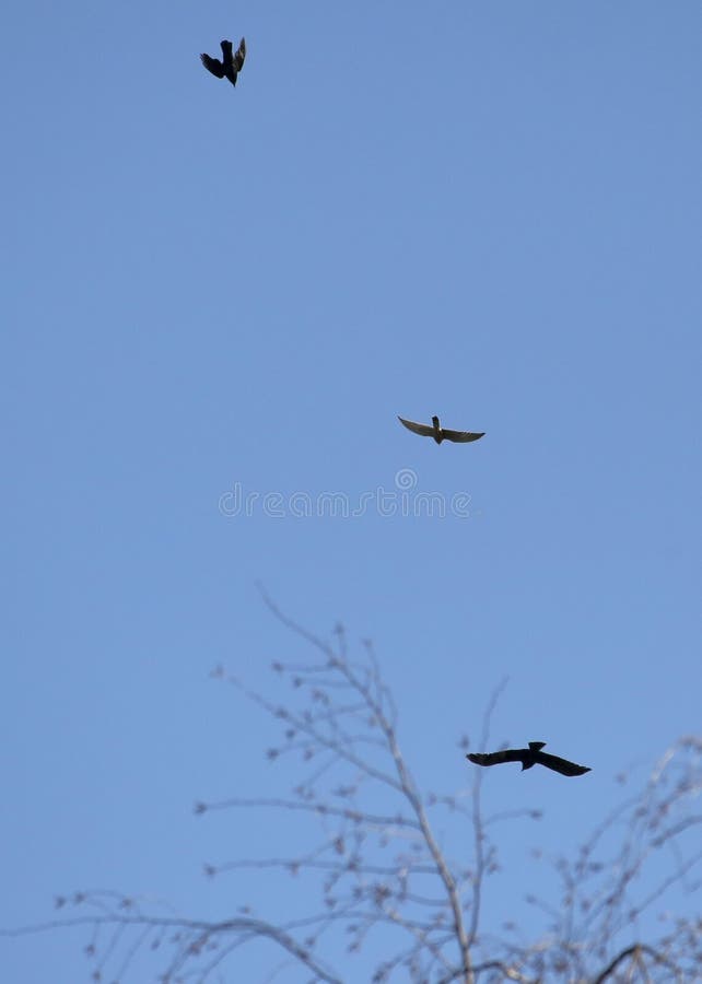 Crows chasing a kestrel stock photo. Image of chased - 311389322