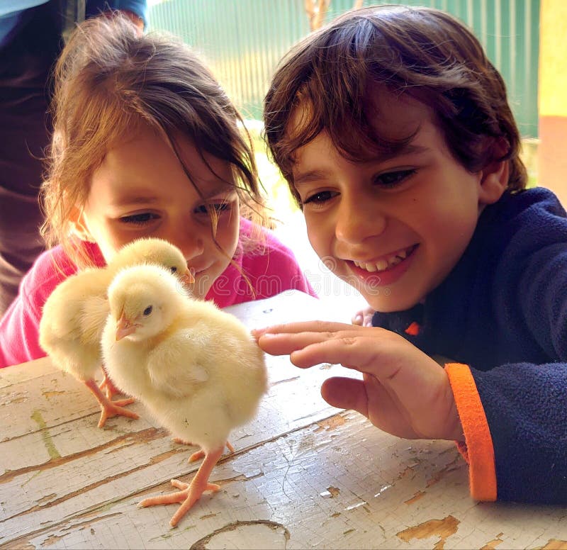 Image of Kids and Baby Chickens Stock Image - Image of person, bird ...