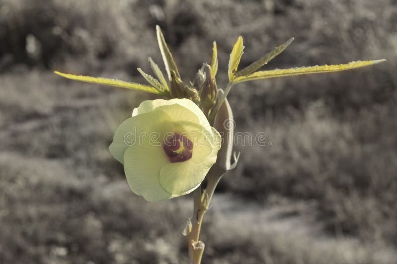 Image of the Lady Finger Vegetable Plant. Stock Photo - Image of ...