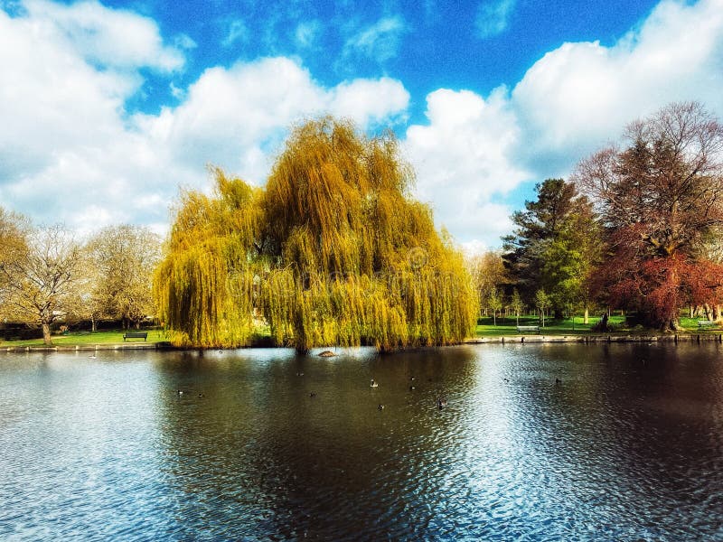 Willow by the lake stock image. Image of landscape, tree - 274976189