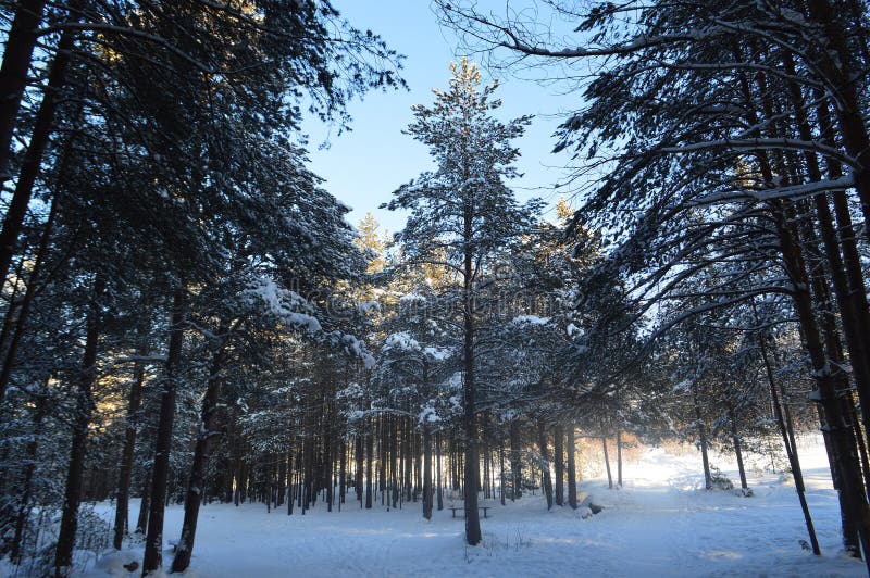Landscape with Pine Forest in February Stock Photo - Image of mage ...