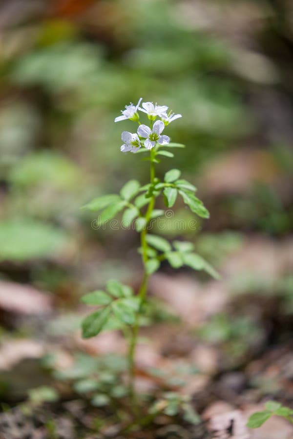 Large Bittercress (Cardamine Amara) Stock Photo - Image of lithuania ...