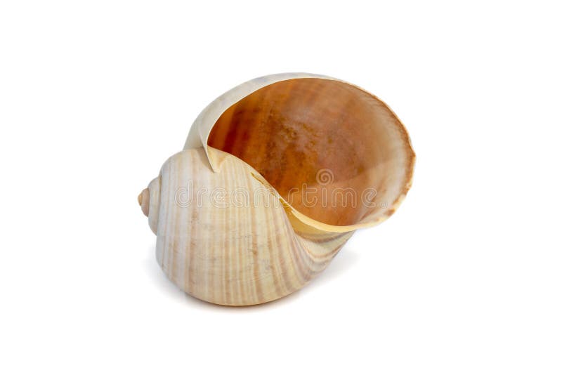 Image of Large Empty Ocean Snail Shell on a White Background. Undersea ...