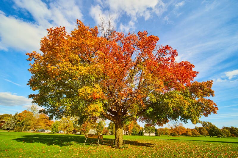 Large Fall Tree with Vibrant Colors and Sitting Bench Stock Image ...