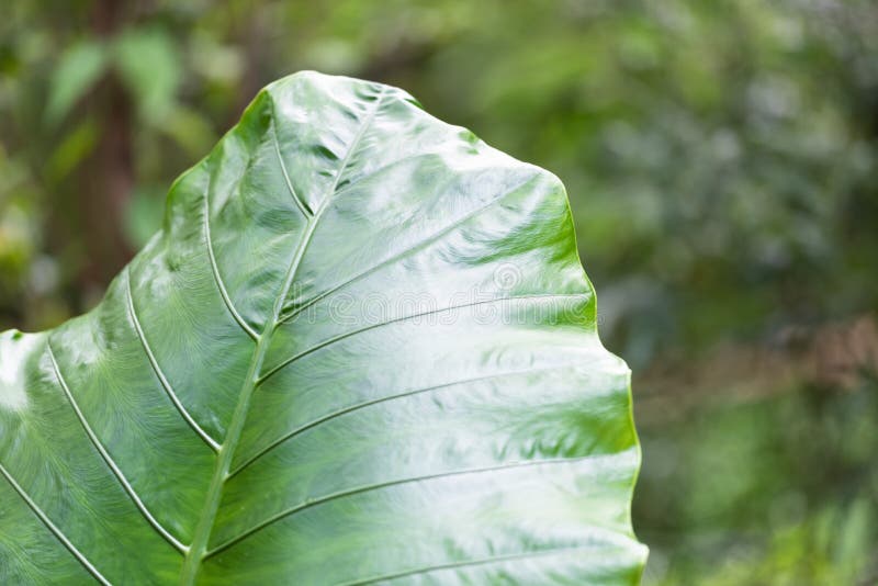 The image of a large leaf. stock photo. Image of large - 218629032