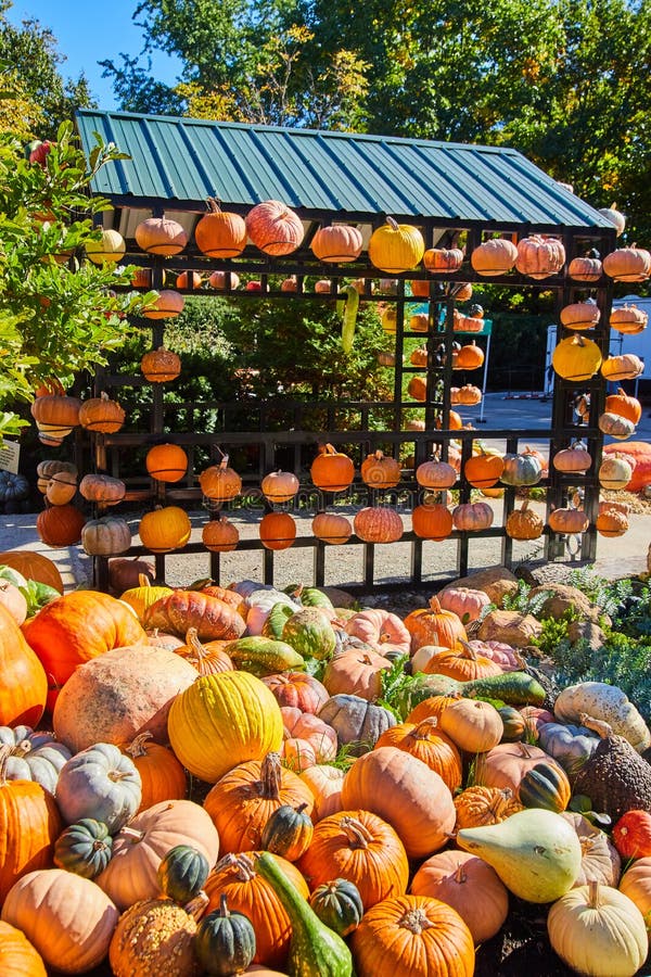 Large Pile of Fall Pumpkins Next To Metal Structure Covered in Pumpkins ...