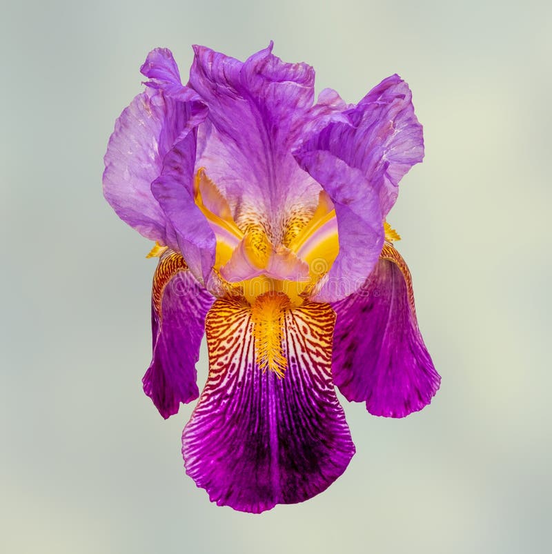 Wonderful Large Purple Bearded Iris Stock Image - Image of bearded ...