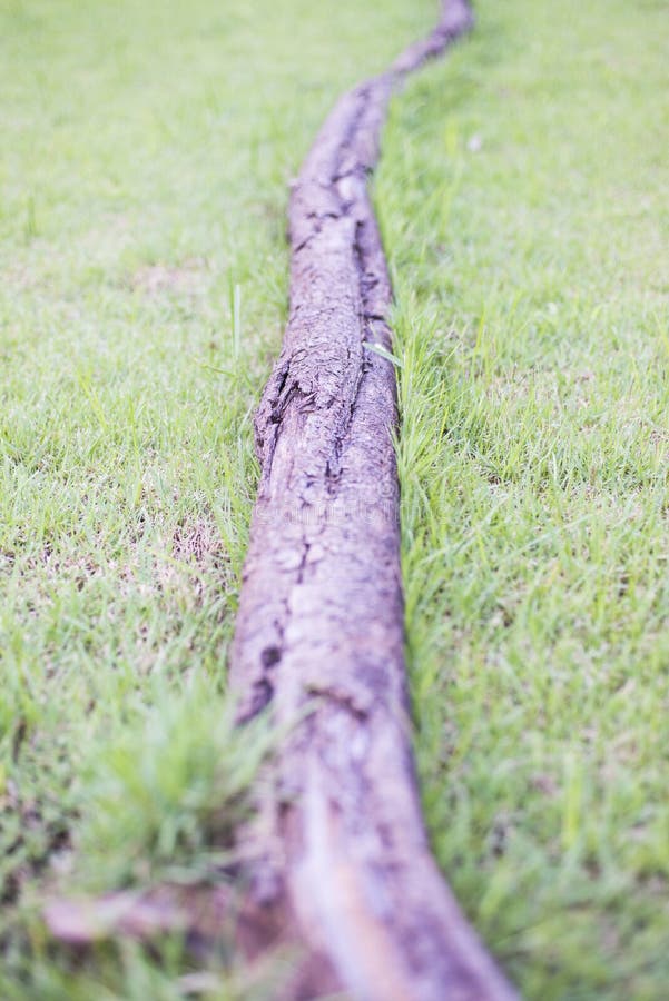 Image of Large Tree Roots on Green Grass Stock Image - Image of ground ...