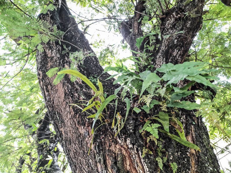 An Image of a Large Tree Trunk Stock Photo - Image of branch, outdoor ...