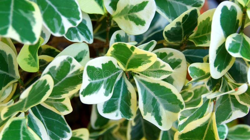 An Image of a Leaf Texture with Dark Green in the Center of the Leaf ...