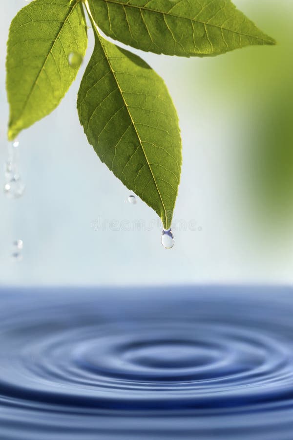 Image with leaf and water. stock image. Image of green - 195919453