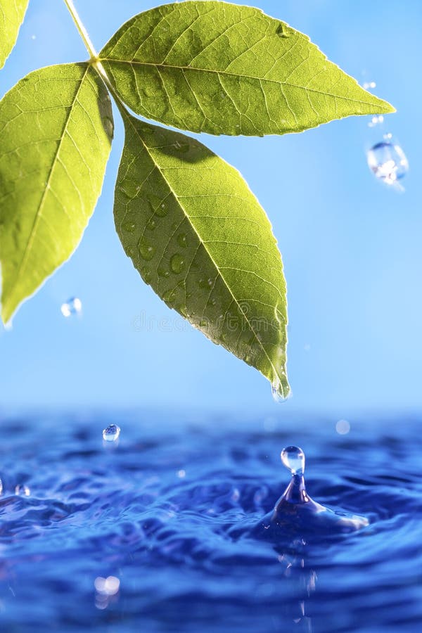 Image with leaf and water. stock image. Image of bright - 209494709