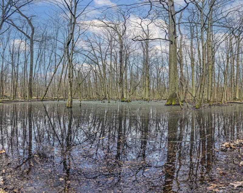Image of Leafless Trees Standing in a Swamp and Reflected in the Water ...