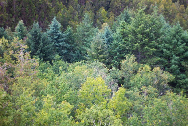 Image of a leafy forest stock image. Image of plant - 163426271