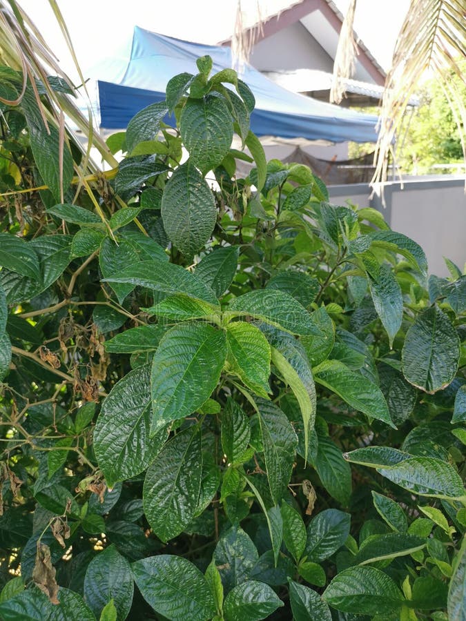 Leafy Green Black Face General Plant Stock Image - Image of diuretic ...