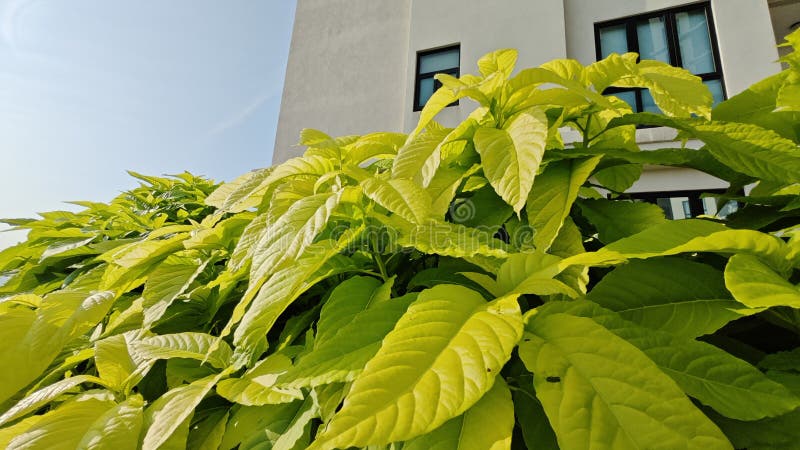Leafy Pisonia Alba Kol Banda Ceodes Grandis Tree Plant Stock Image ...