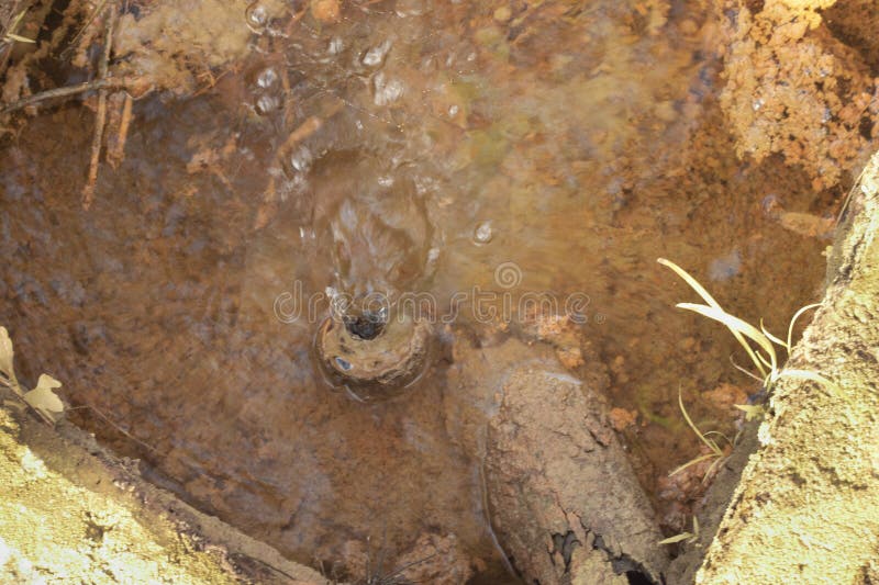 Image of Leakage Water from Broken and Rusty Pipe from the Ground ...