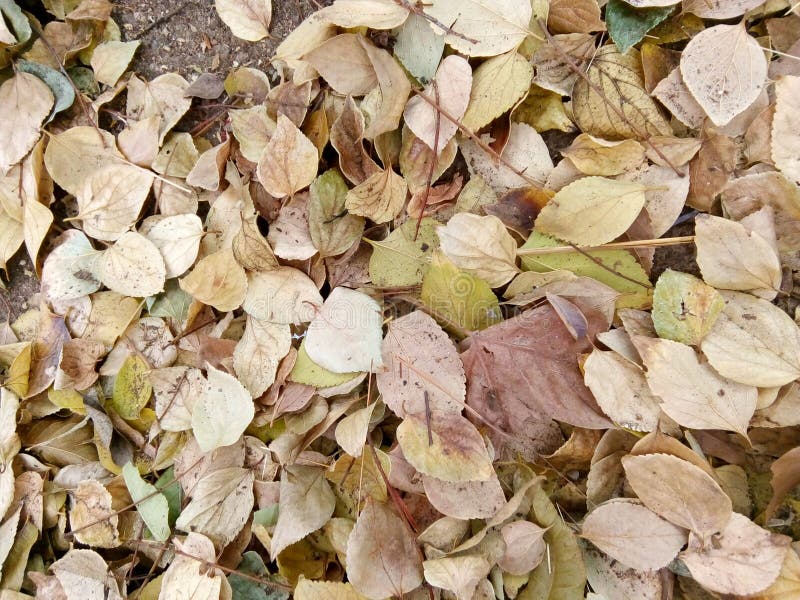 Image of Leaves. Background Autumn Leaves. Stock Image - Image of autum ...
