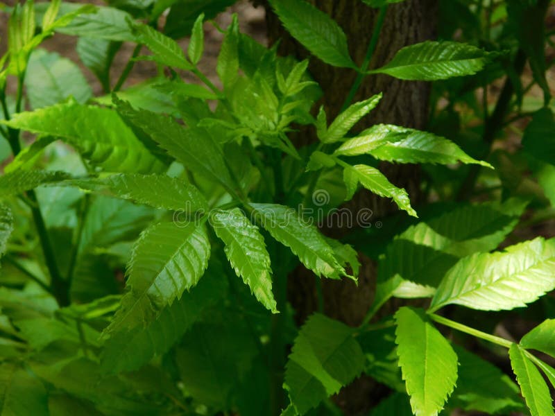 Medicinal leaves image stock image. Image of plants - 106244845