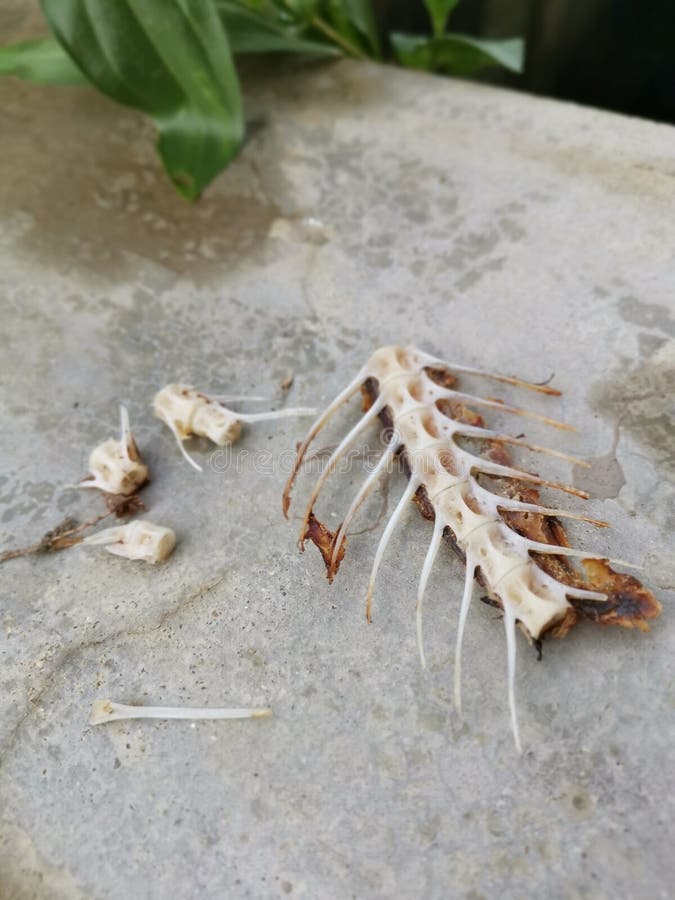 Leftover Fish Bones on the Floor Stock Photo - Image of eaten, body ...