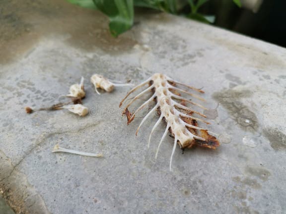 Leftover Fish Bones on the Floor Stock Image - Image of fauna, fish ...