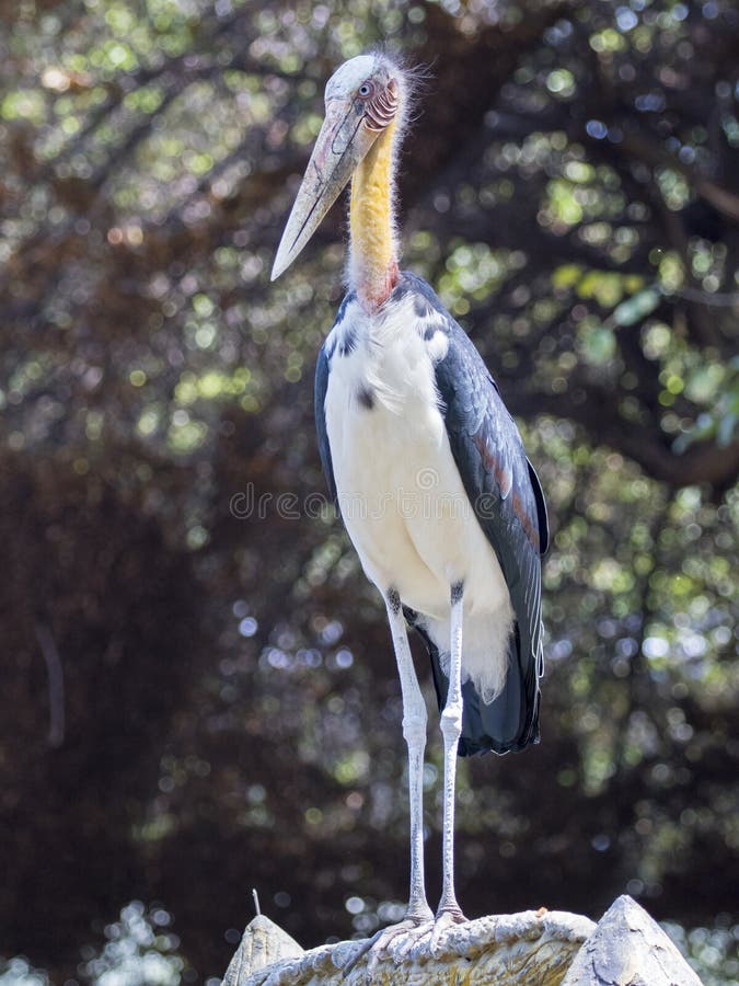 Image of a Lesser Adjutant Stork. Stock Image - Image of lesser ...