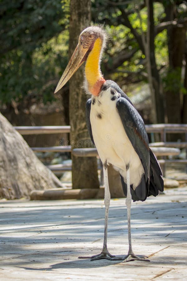 Image of a Lesser Adjutant Stork. Stock Image - Image of crowd, asian ...