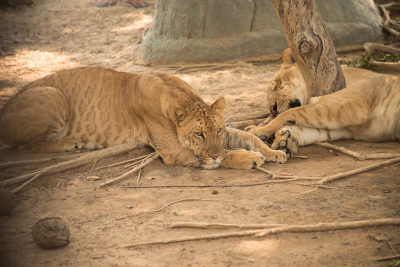 Liger Female Face. Aka White Tiger Stock Image - Image of tongue ...
