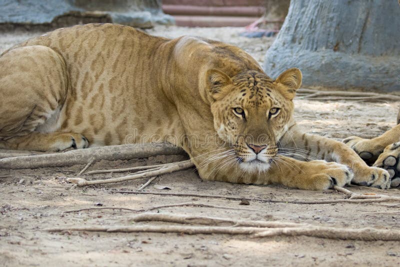Liger Female, Aka White Tiger Stock Image - Image of ligers, animal ...