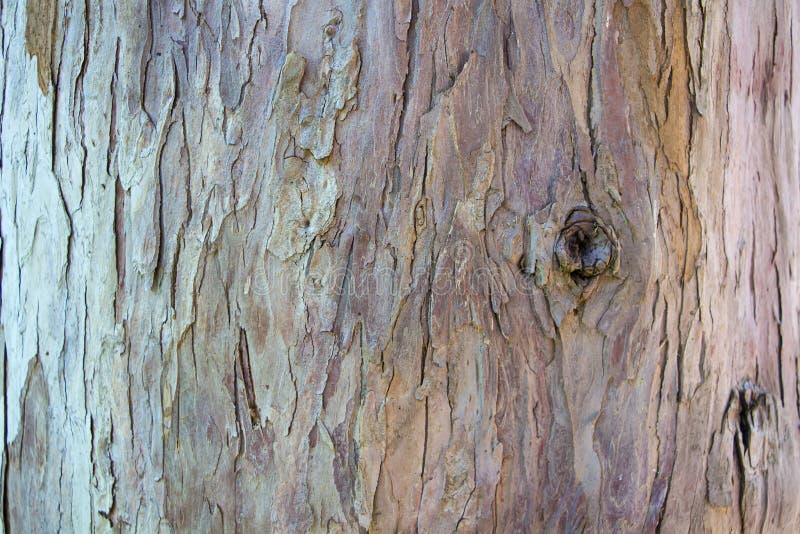 Image Light Brown Bark of a Tree Stock Image - Image of light, bark ...
