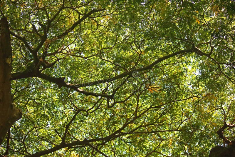Overhead Canopy of Large Tree Stock Photo - Image of grey, natural ...