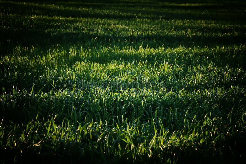 Image of Light and Shadows Over Growing Grass Field Stock Image - Image ...