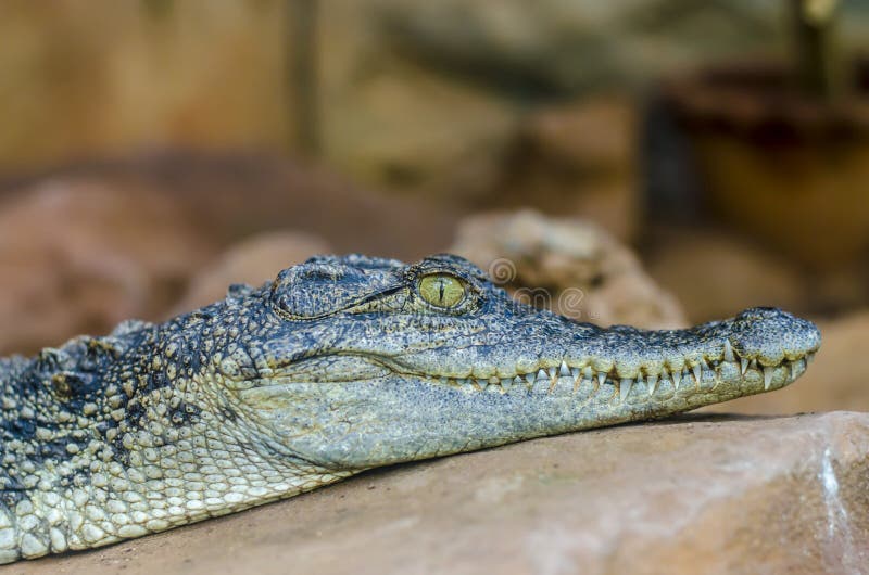 Little Crocodile in Vivarium Stock Photo - Image of mouth, skin: 19789382