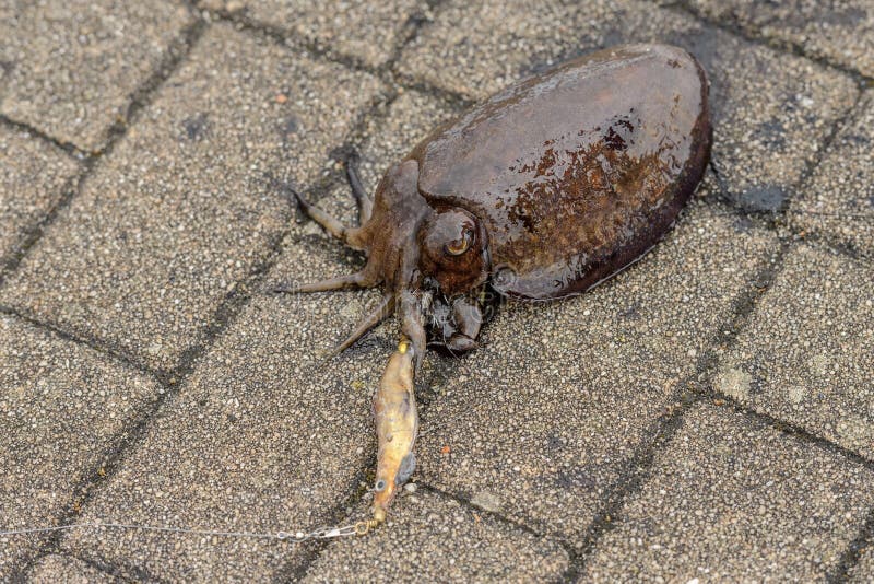 Live Cuttlefish on the Ground Close-up Stock Photo - Image of life ...