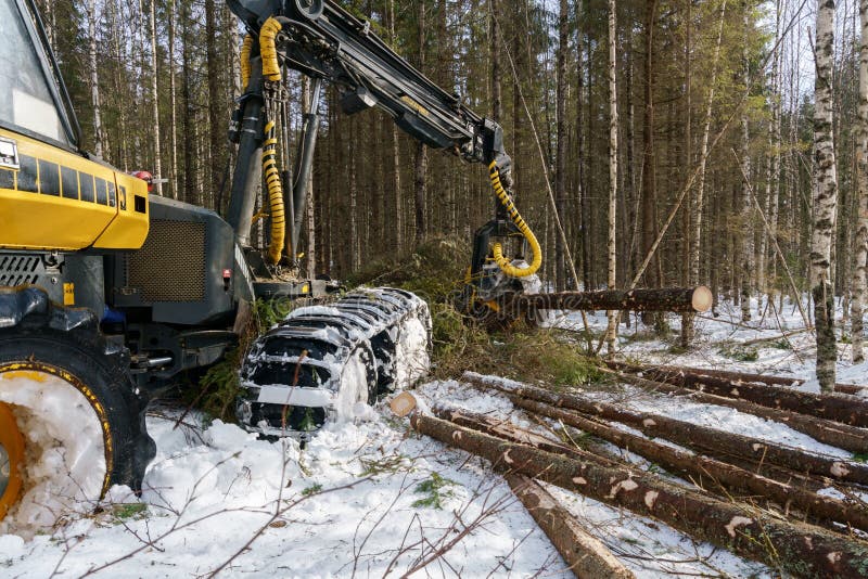Image of Logger Cut Down Trees in Winter Forest Stock Image - Image of ...