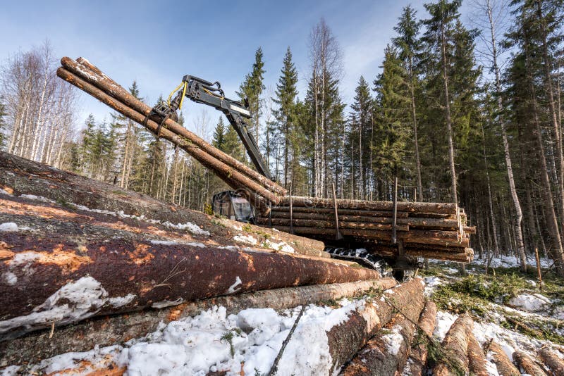 Image of Logger Loads Harvested Trunks in Forest Stock Image - Image of ...