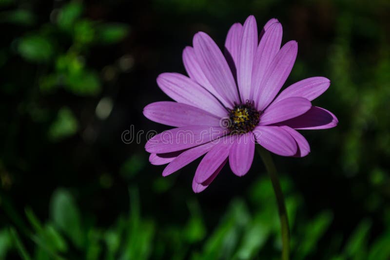 African Daisy Stigma Close Up Stock Image - Image of garden, plant ...
