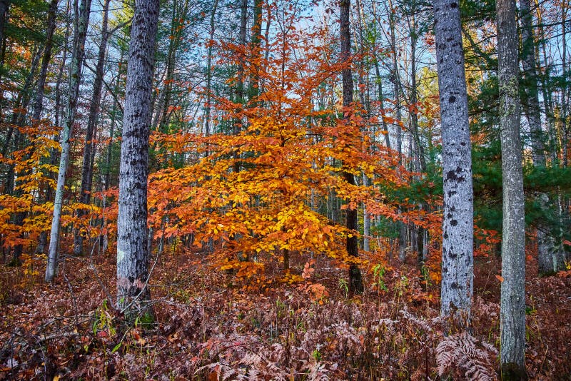 Lone Orange Tree in Late Fall in Middle of Forest Stock Image - Image ...