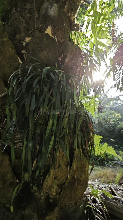 Long Greenery Shoestring Fern Sprouting from the Palm Oil Tree Trunk ...