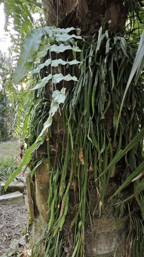 Long Greenery Shoestring Fern Sprouting from the Palm Oil Tree Trunk ...
