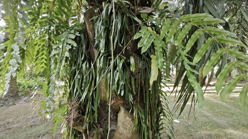 Long Greenery Shoestring Fern Sprouting from the Palm Oil Tree Trunk ...
