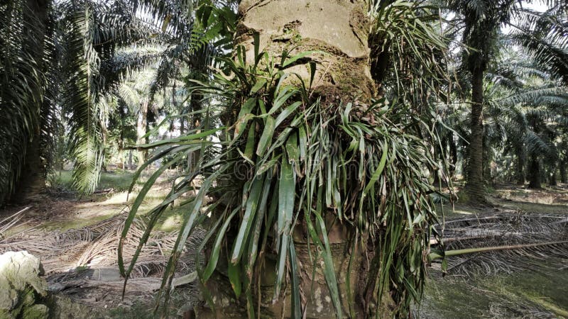 Long Greenery Shoestring Fern Sprouting from the Palm Oil Tree Trunk ...