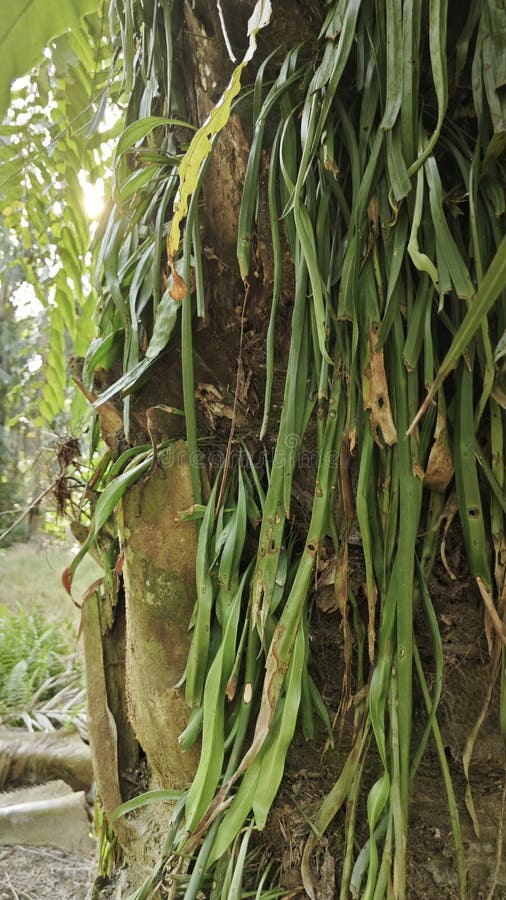 Long Greenery Shoestring Fern Sprouting from the Palm Oil Tree Trunk ...