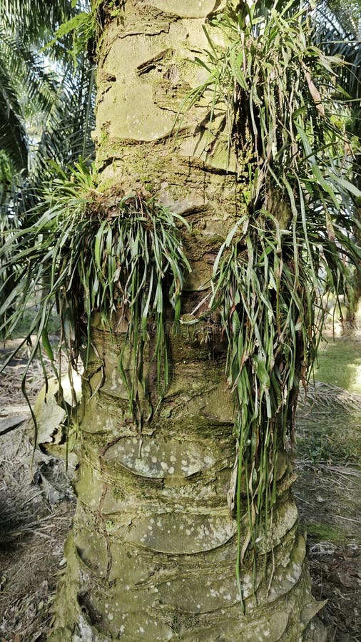 Long Greenery Shoestring Fern Sprouting from the Palm Oil Tree Trunk ...