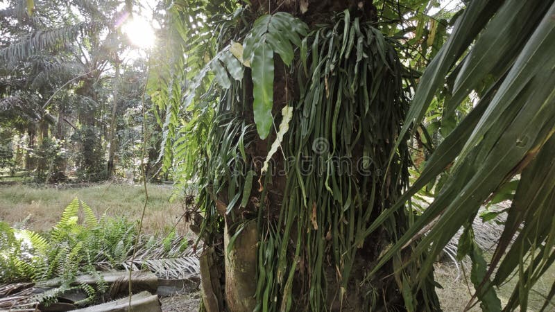Long Greenery Shoestring Fern Sprouting from the Palm Oil Tree Trunk ...