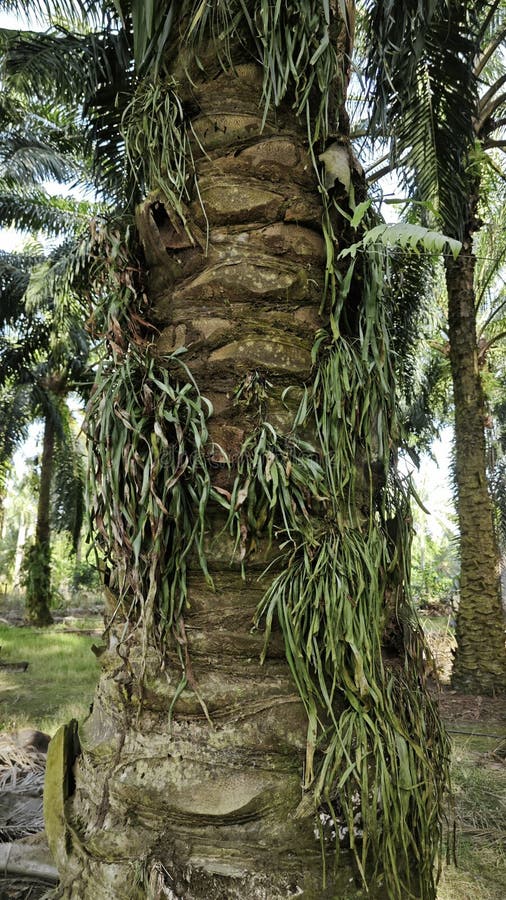 Long Greenery Shoestring Fern Sprouting from the Palm Oil Tree Trunk ...