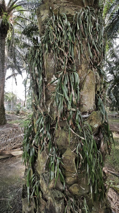 Long Greenery Shoestring Fern Sprouting from the Palm Oil Tree Trunk ...