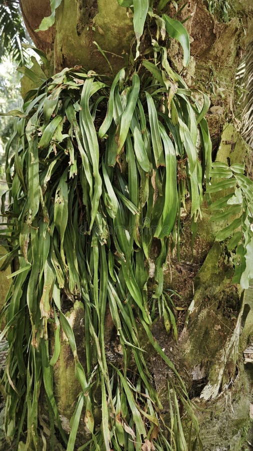 Long Greenery Shoestring Fern Sprouting from the Palm Oil Tree Trunk ...