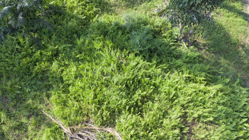 Look Down on Fiddlehead Fern Meadow from Above. Stock Image - Image of ...