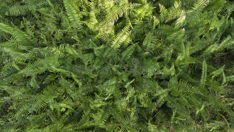 Look Down on Fiddlehead Fern Meadow from Above. Stock Image - Image of ...